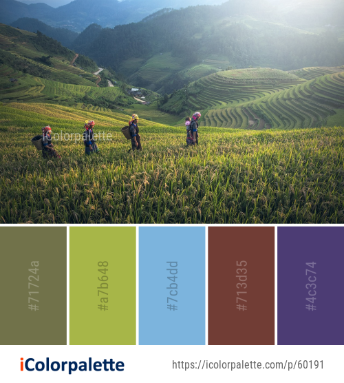 40+ Paddy Field Color Palette ideas in 2025 | iColorPalette