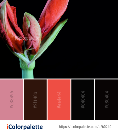 Color Palette Ideas from Flower Plant Red Image | iColorpalette