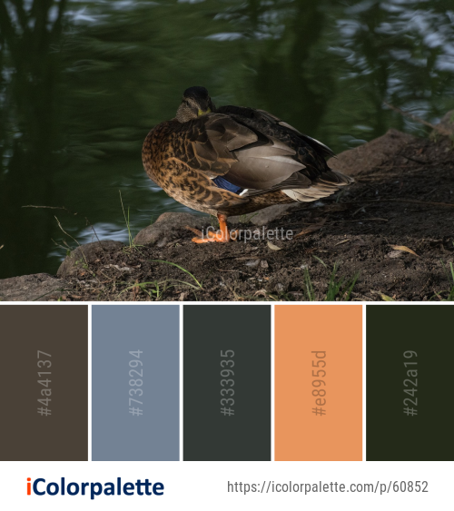 Color Palette Ideas from Bird Duck Fauna Image | iColorpalette