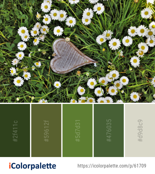 Color Palette Ideas from Flower Plant Daisy Image | iColorpalette