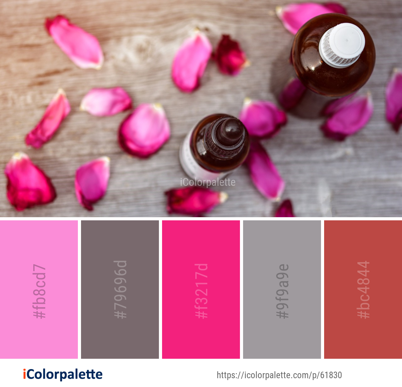 Color Palette Ideas from Pink Flower Petal Image | iColorpalette