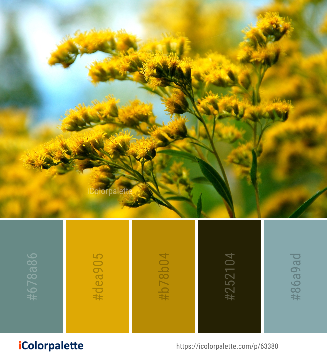 16 Mimosa Color Palette ideas in 2025 | iColorpalette