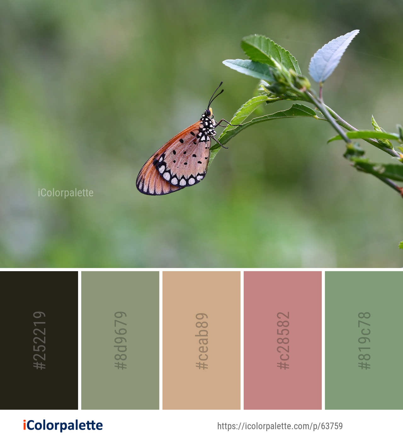 Color Palette Ideas from Butterfly Insect Moths And Butterflies Image ...
