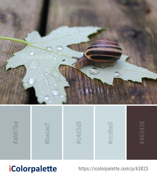 Color Palette Ideas from Leaf Snail Snails And Slugs Image | iColorpalette