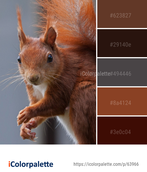 Color Palette Ideas from Squirrel Fauna Wildlife Image | iColorpalette