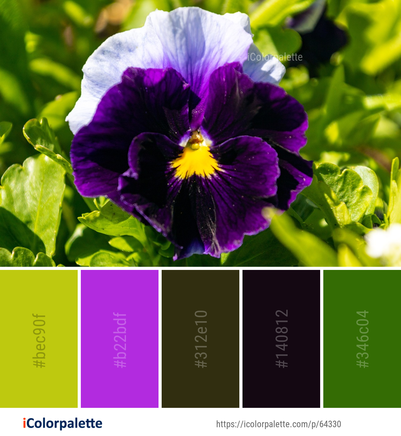 Color Palette Ideas from Flower Plant Flowering Image | iColorpalette