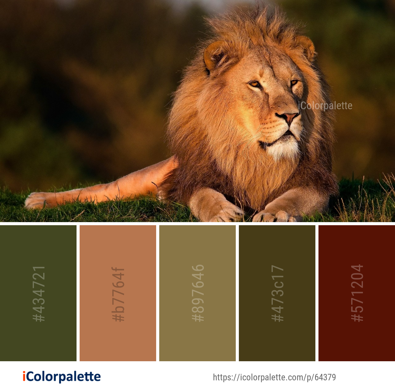 Color Palette Ideas from Wildlife Lion Terrestrial Animal Image ...