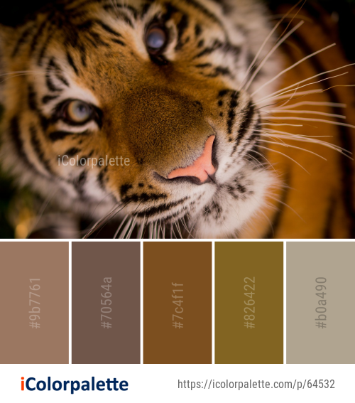 Color Palette Ideas from Wildlife Tiger Mammal Image | iColorpalette
