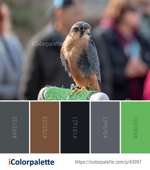 136 Falcon Color Palette ideas in 2025 | iColorpalette