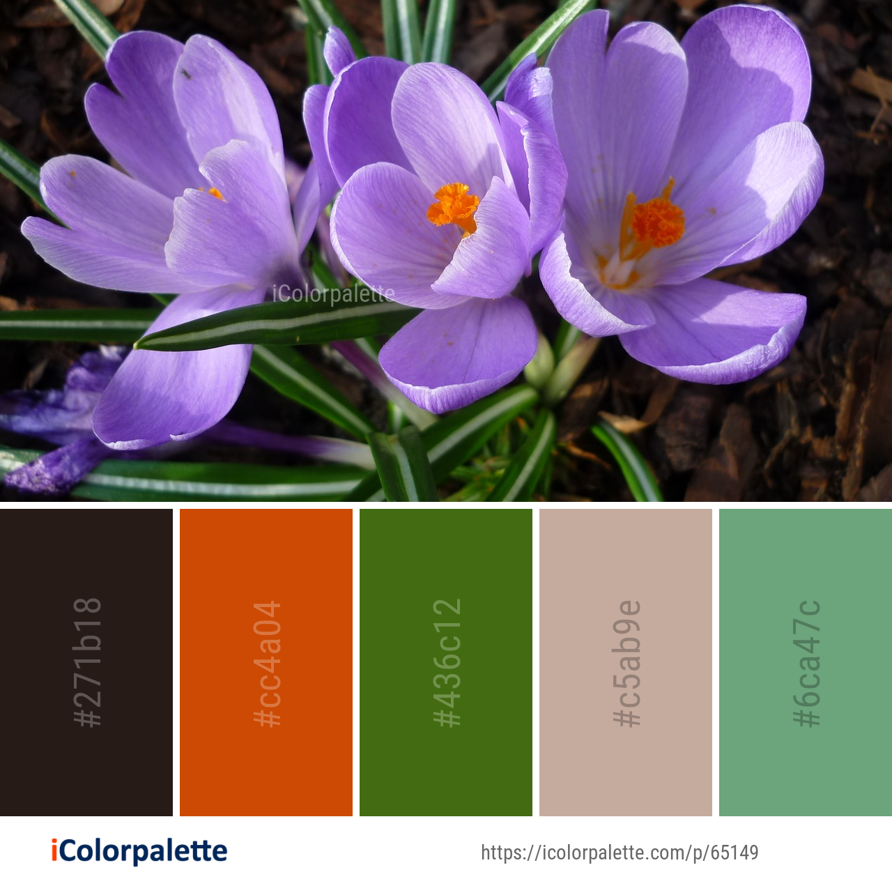6+ Saffron Color Palette ideas in 2025 | iColorPalette