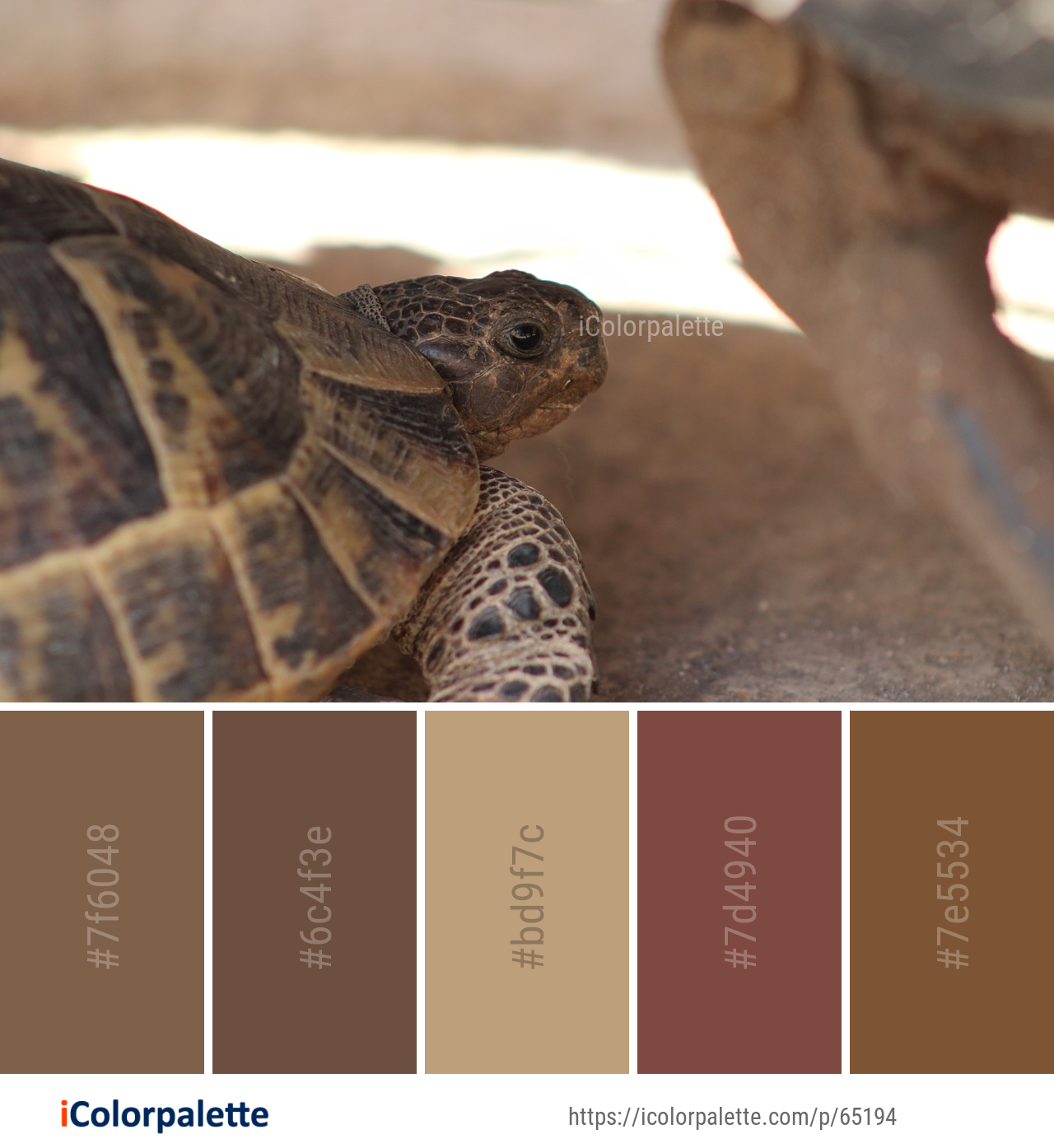 Color Palette Ideas from Turtle Tortoise Reptile Image | iColorpalette