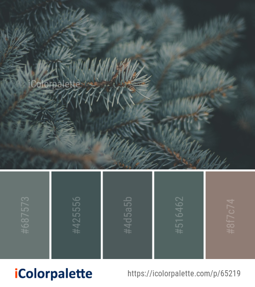 Color Palette Ideas from Spruce Tree Pine Family Image | iColorpalette