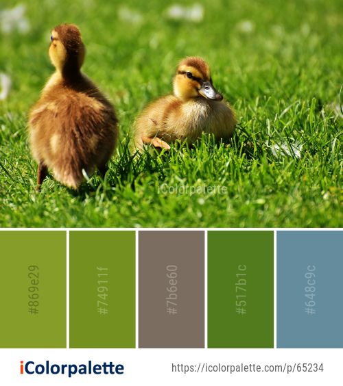 Color Palette Ideas from Bird Duck Fauna Image | iColorPalette