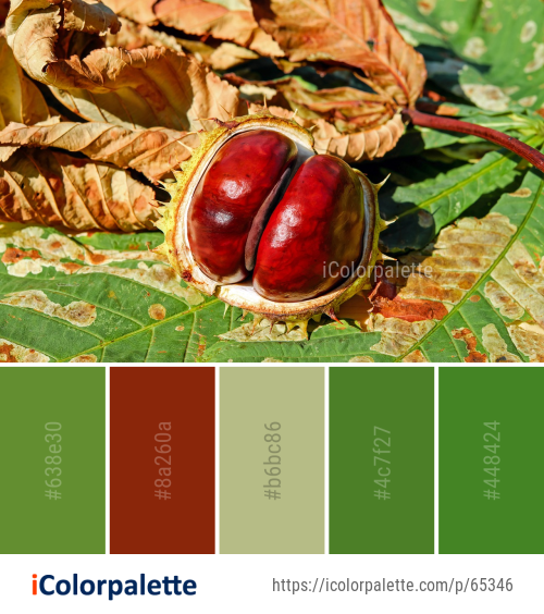 20+ Nut Color Palette ideas in 2026 | iColorPalette