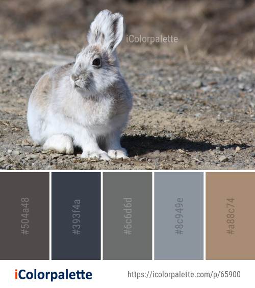 Color Palette Ideas from Mammal Rabits And Hares Fauna Image ...