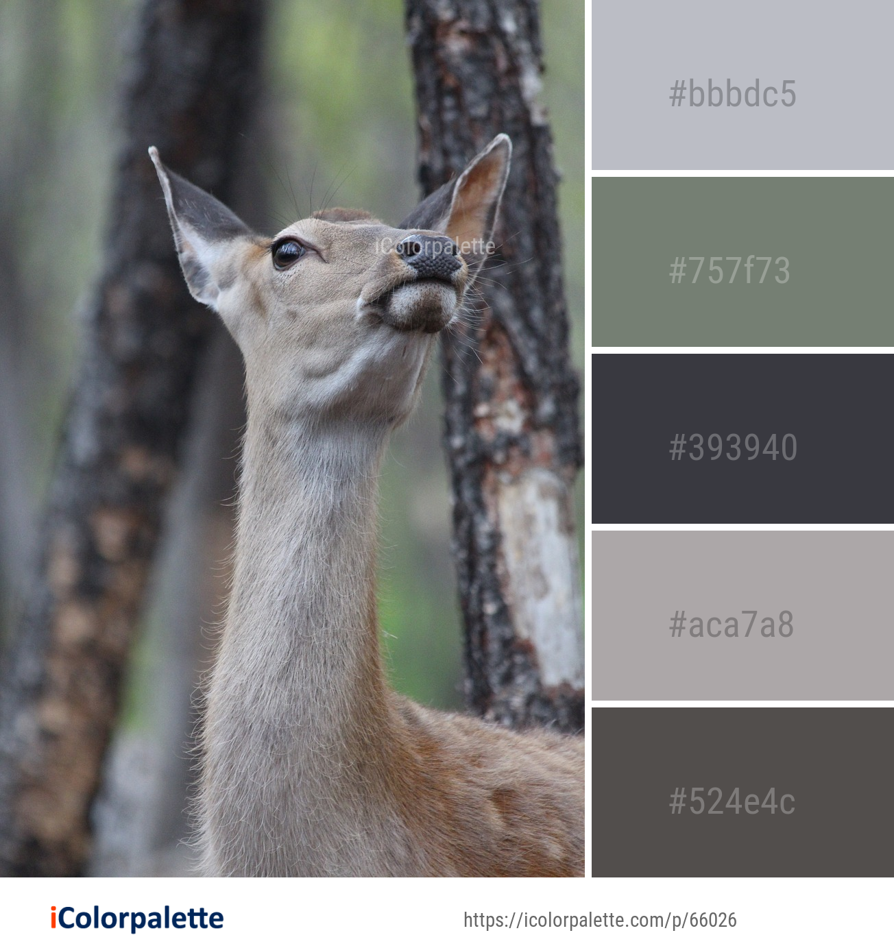 Color Palette Ideas from Wildlife Fauna Terrestrial Animal Image ...