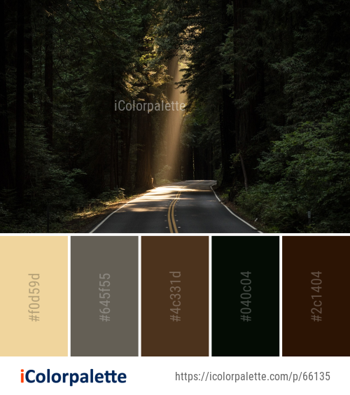 Color Palette Ideas from Nature Forest Road Image | iColorpalette