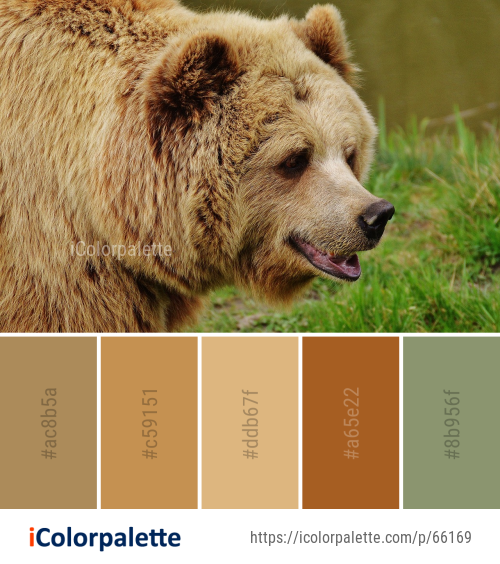 Color Palette Ideas from Brown Bear Grizzly Terrestrial Animal Image ...