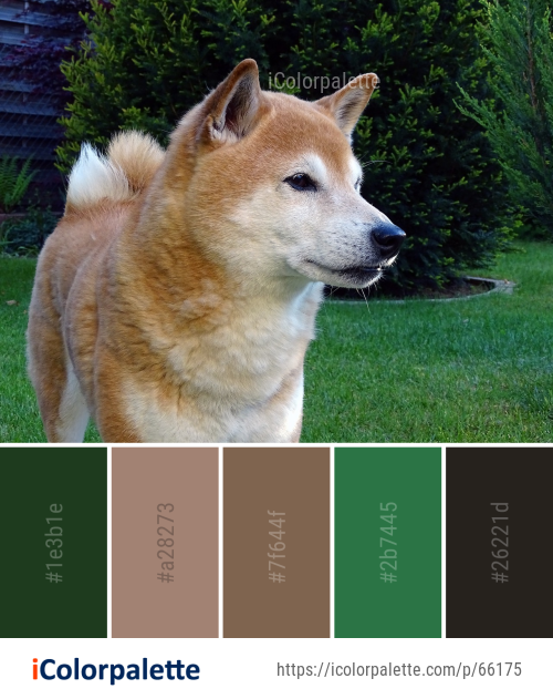 Color Palette Ideas from Dog Like Mammal Breed Image | iColorpalette