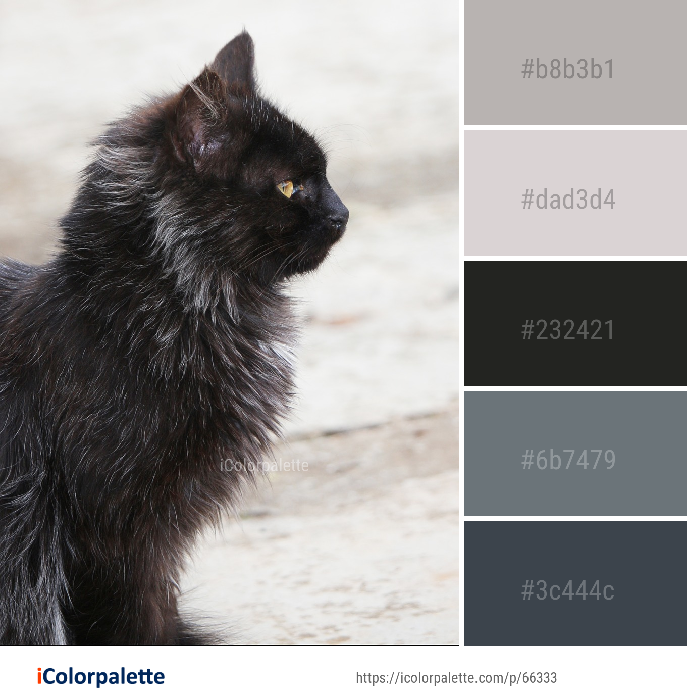 28 Black Cat Color Palette ideas in 2025 | iColorpalette