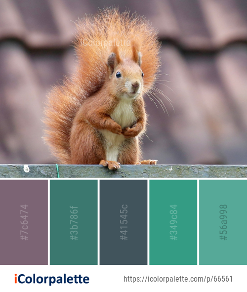 Color Palette Ideas from Fauna Squirrel Mammal Image | iColorpalette