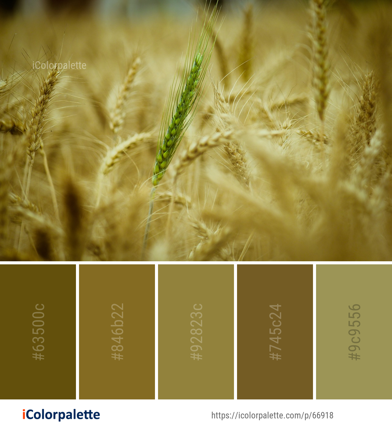 Color Palette Ideas from Wheat Grass Family Close Up Image | iColorpalette