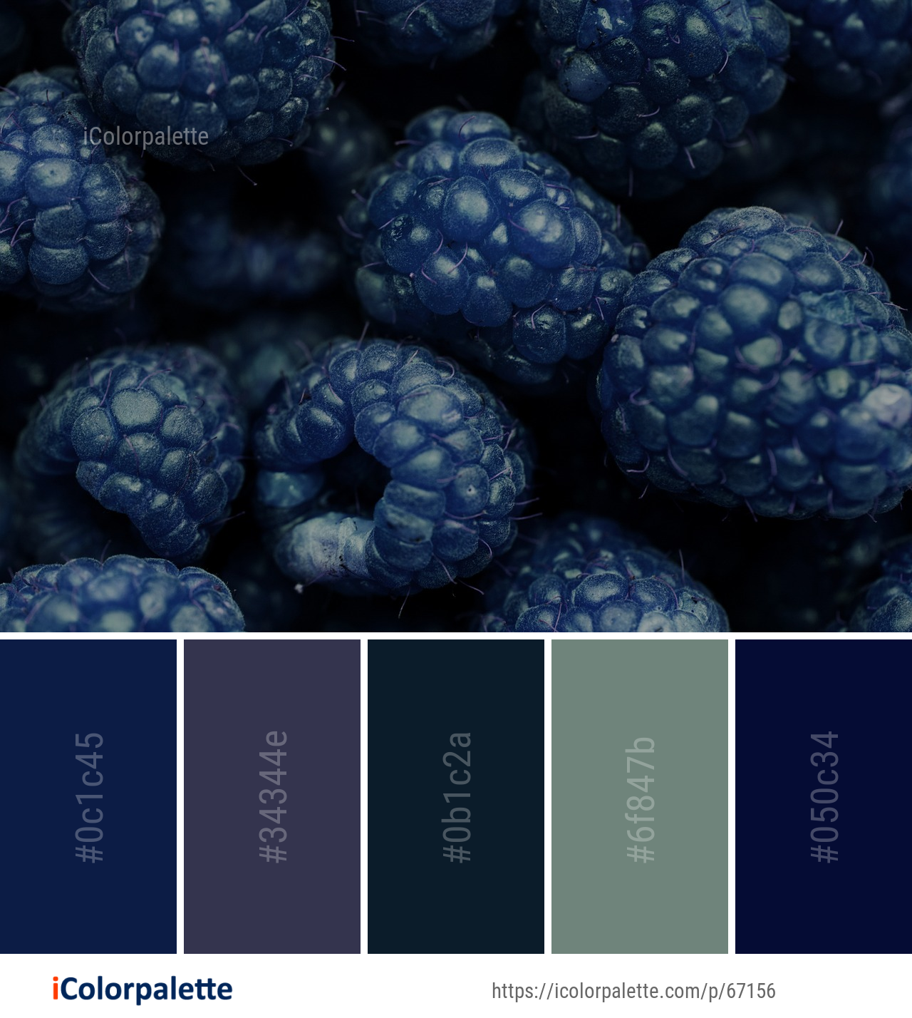 Color Palette Ideas from Blue Berry Close Up Image | iColorpalette