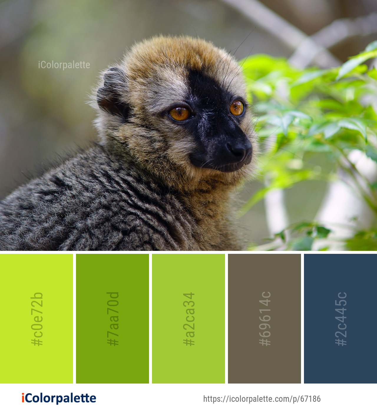 25 Lemur Color Palette ideas in 2025 | iColorpalette