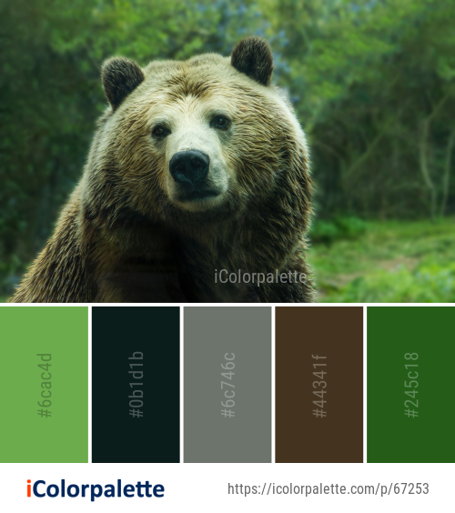 Color Palette Ideas from Brown Bear Grizzly Terrestrial Animal Image ...