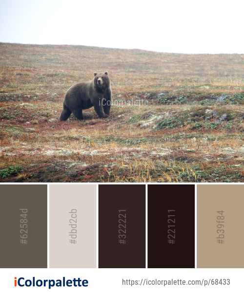 Color Palette Ideas from Grizzly Bear Fauna Wildlife Image | iColorpalette