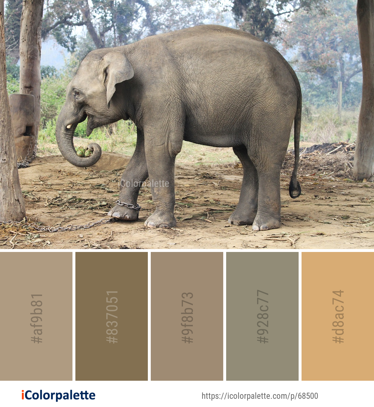Color Palette Ideas from Elephant Elephants And Mammoths Terrestrial ...