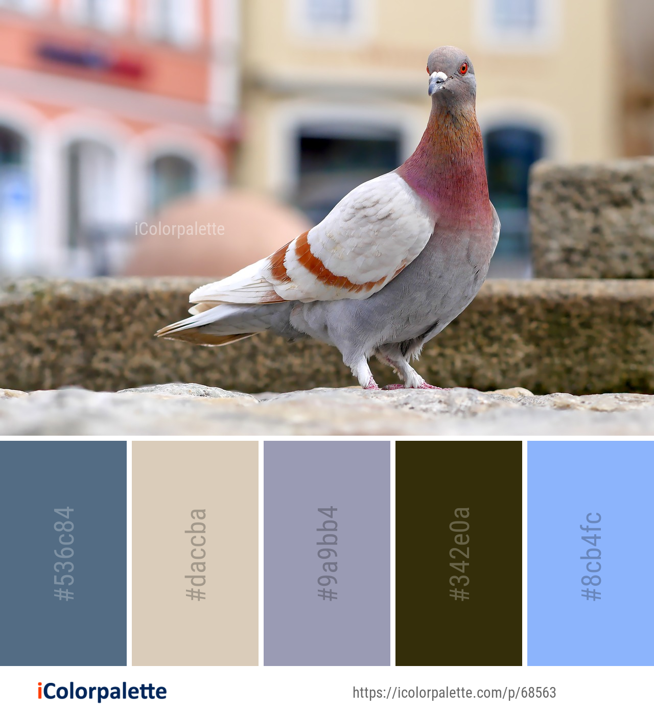 Color Palette Ideas from Bird Pigeons And Doves Fauna Image | iColorpalette