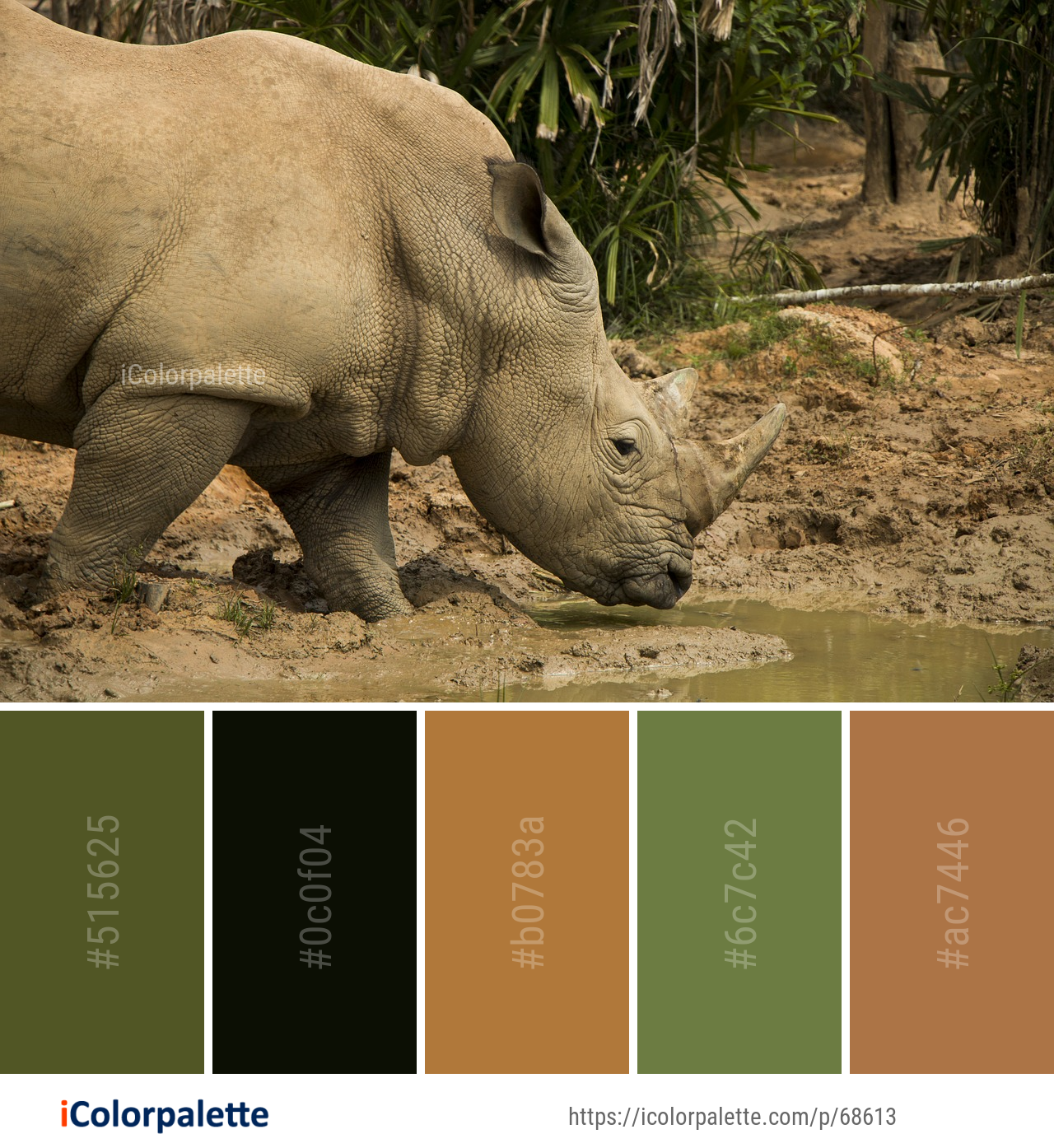 Color Palette Ideas from Rhinoceros Wildlife Terrestrial Animal Image ...