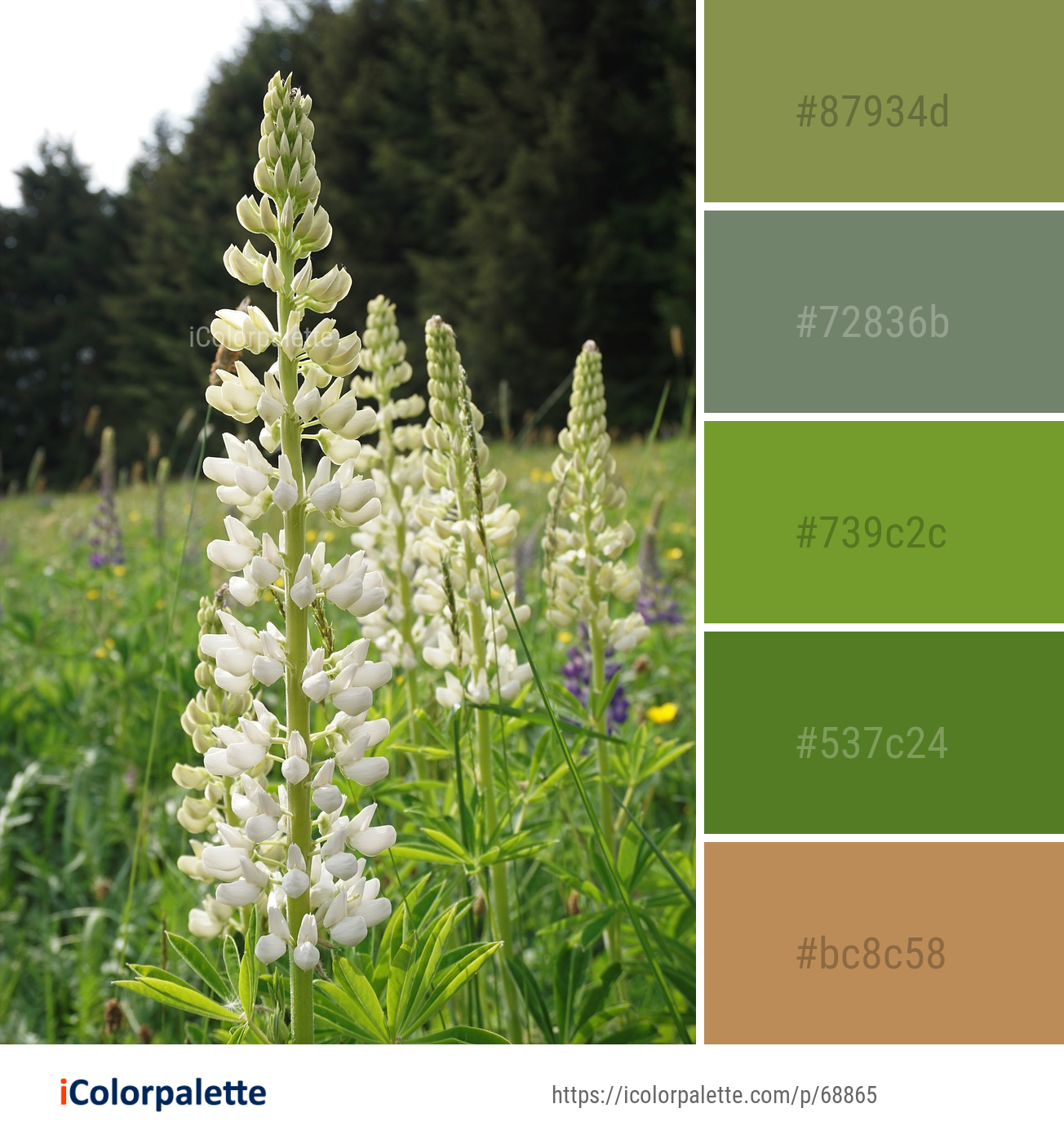 Color Palette Ideas from Plant Flower Lupin Image | iColorpalette