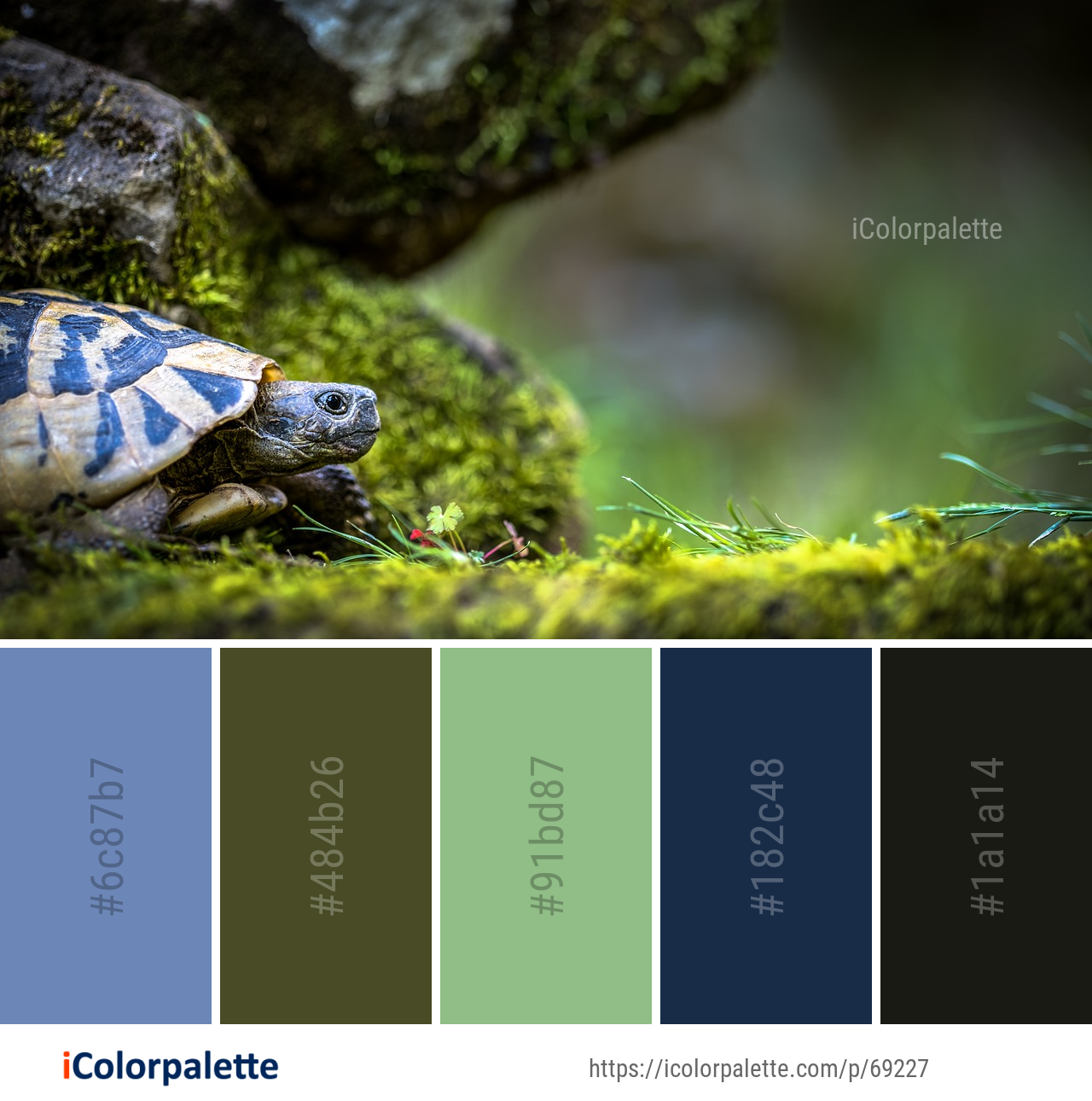 24 Tortoise Color Palette ideas in 2025 | iColorpalette