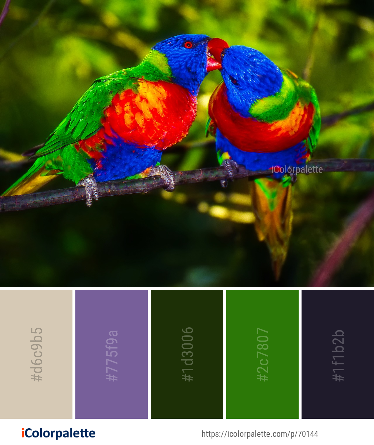 Color Palette Ideas from Bird Parrot Lorikeet Image | iColorpalette