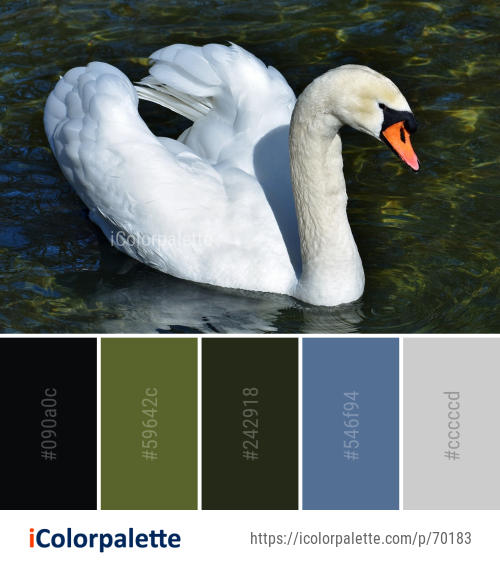 Color Palette Ideas from Swan Bird Water Image | iColorpalette
