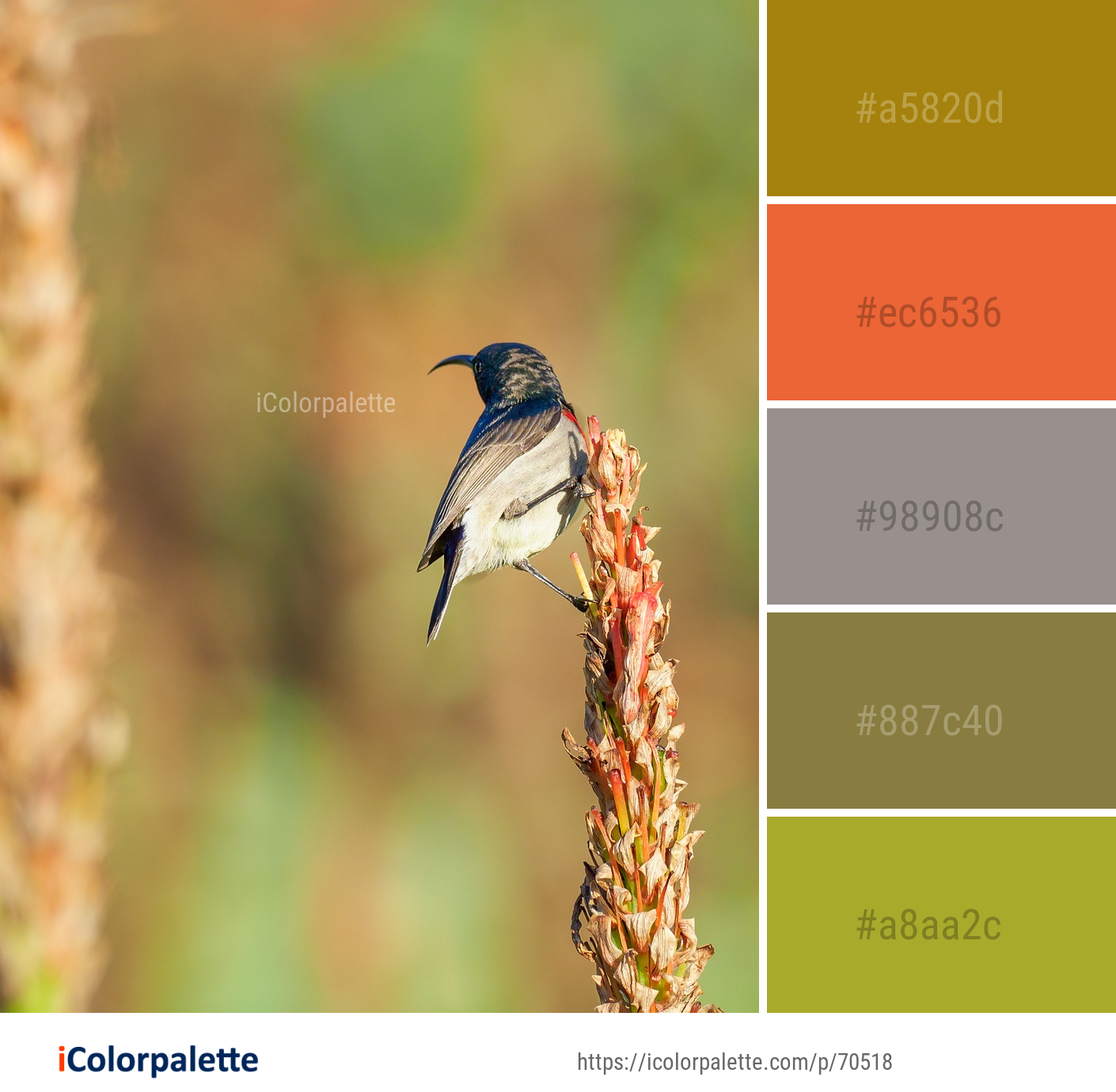 Color Palette Ideas from Bird Fauna Wildlife Image | iColorpalette