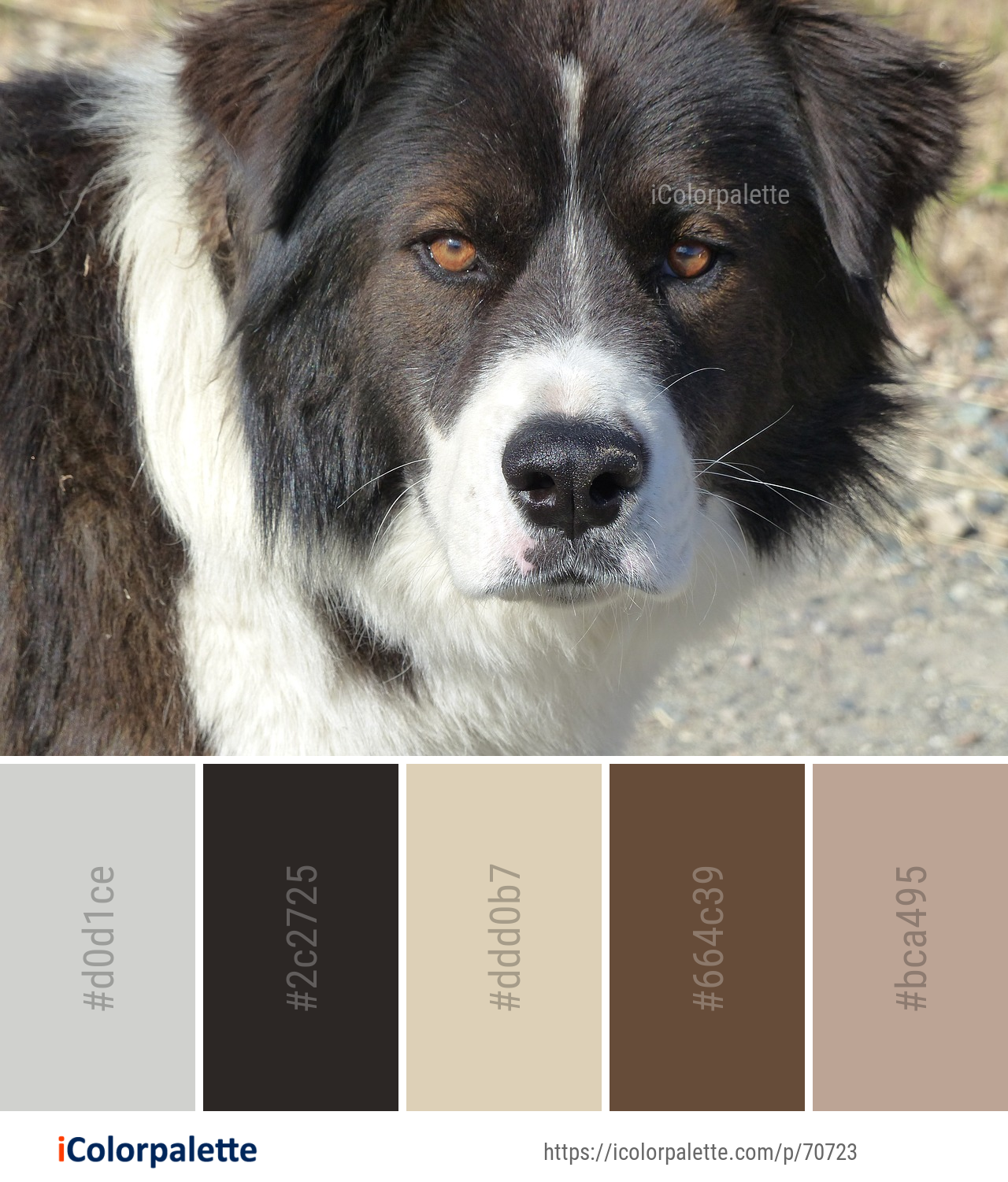 1 Moscow Watchdog Color Palette ideas in 2025 | iColorpalette