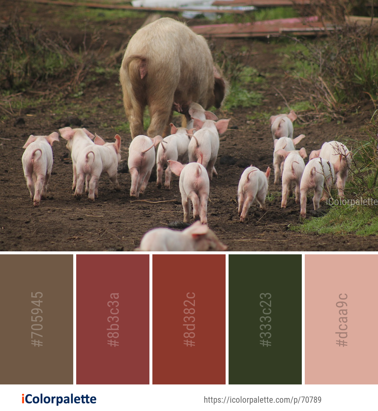 Color Palette Ideas from Domestic Pig Fauna Image | iColorpalette