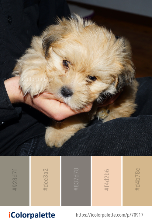 Color Palette Ideas from Dog Like Mammal Breed Image | iColorpalette