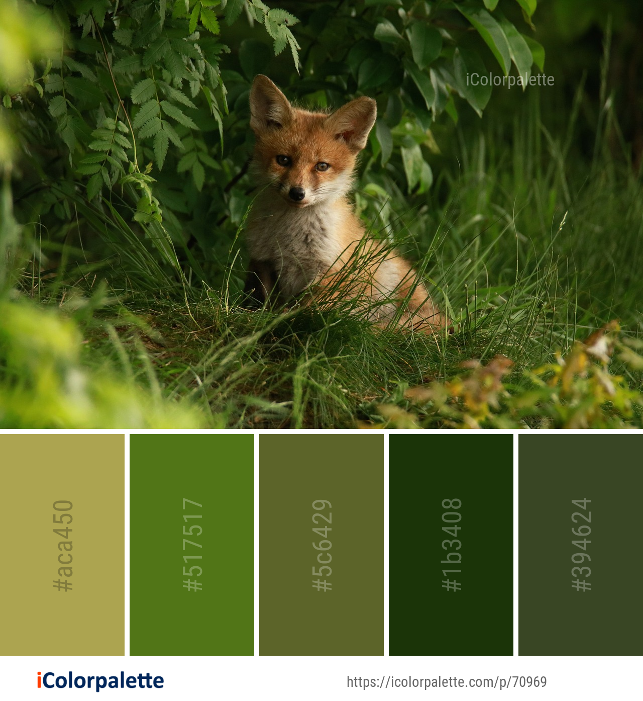 Color Palette Ideas from Fox Wildlife Red Image | iColorpalette