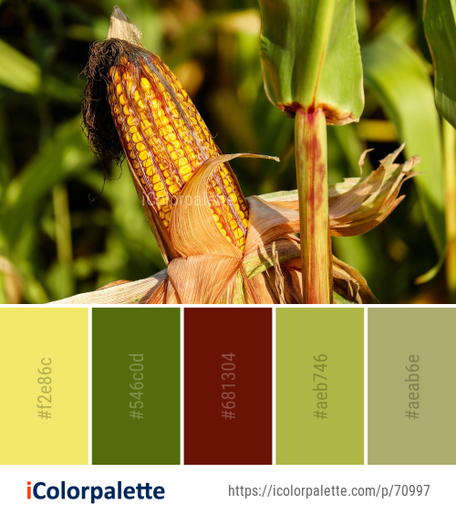 maize – iColorpalette