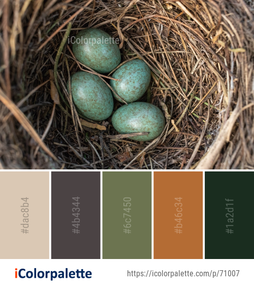 7 Bird Nest Color Palette ideas in 2025 | iColorpalette