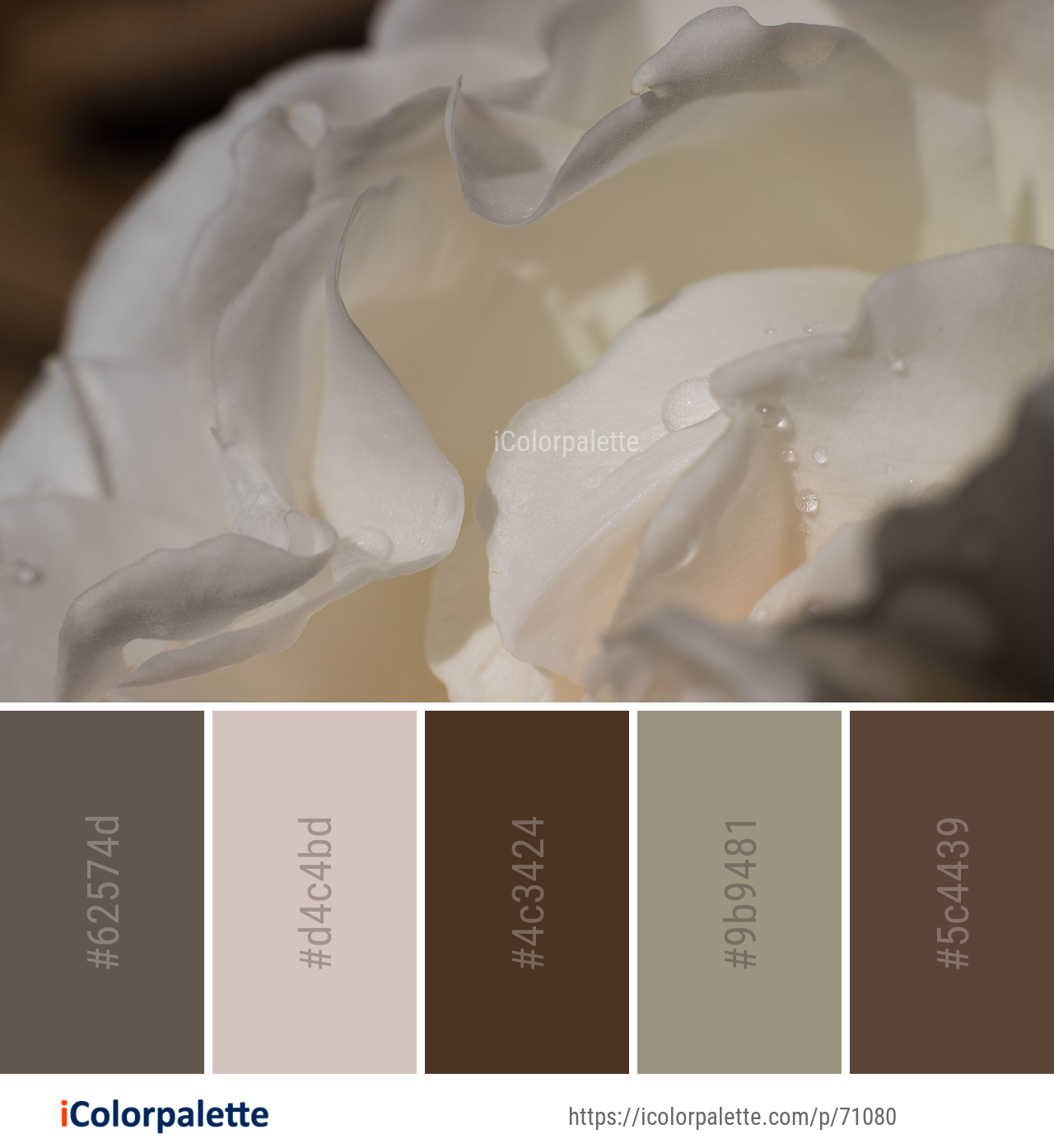 Color Palette Ideas from White Whipped Cream Image | iColorpalette