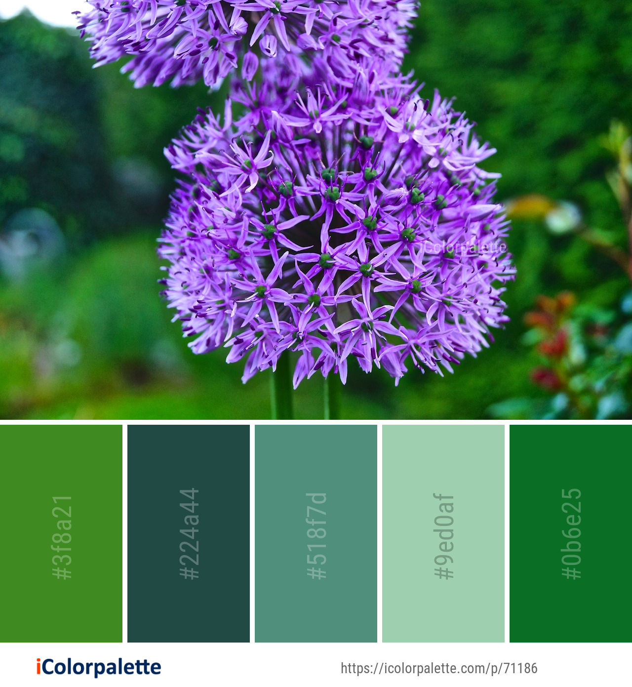 Color Palette Ideas from Plant Purple Flower Image | iColorPalette