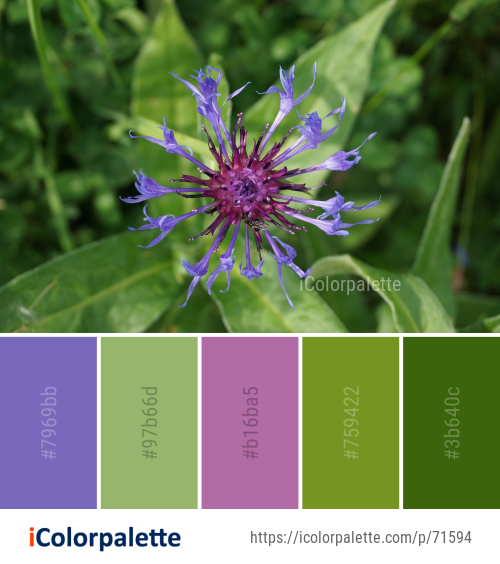 15+ Passion Flower Family Color Palette ideas in 2026 | iColorPalette