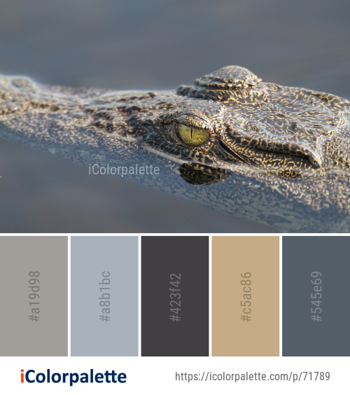 Color Palette Ideas from Crocodilia Alligator American Image ...