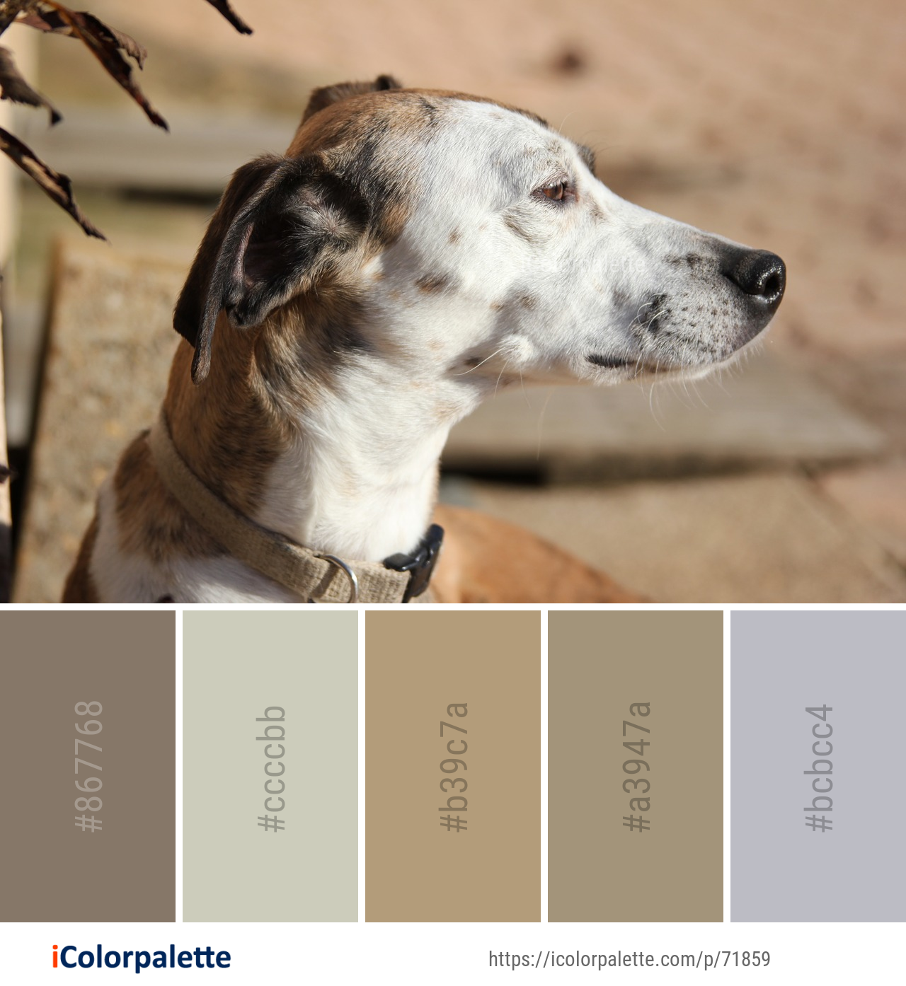 Color Palette Ideas from Dog Breed Galgo Español Image | iColorPalette