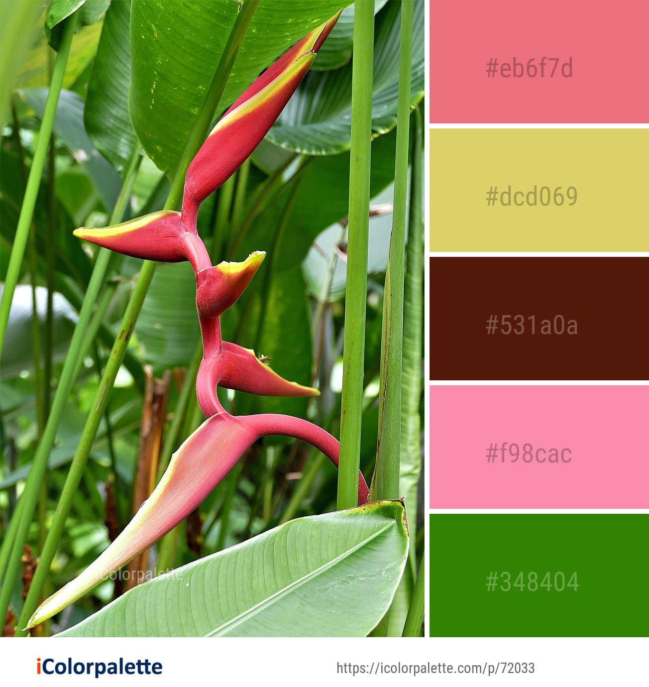 Color Palette Ideas from Plant Flora Flower Image | iColorpalette
